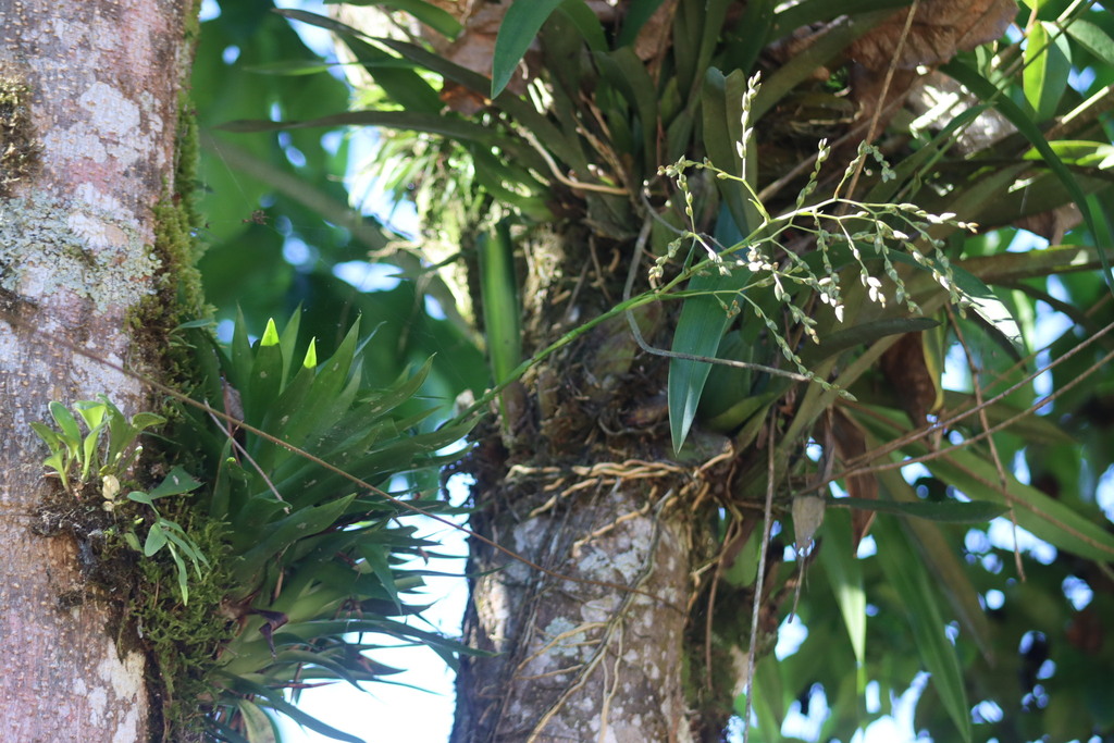 Catopsis from Cacahoatán, Chis., México on December 12, 2023 at 09:29 ...