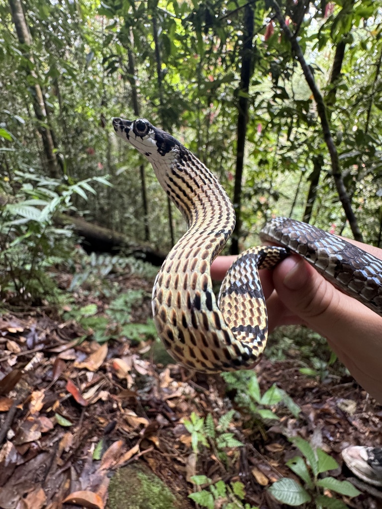 Sinharaja Tree Snake from Sinharaja Forest Reserve, Sabaragamuwa, LK on ...