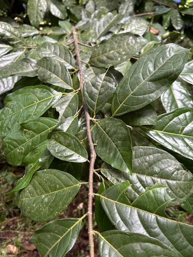 Swizzlestick Tree (Quararibea turbinata) - Botanical Realm