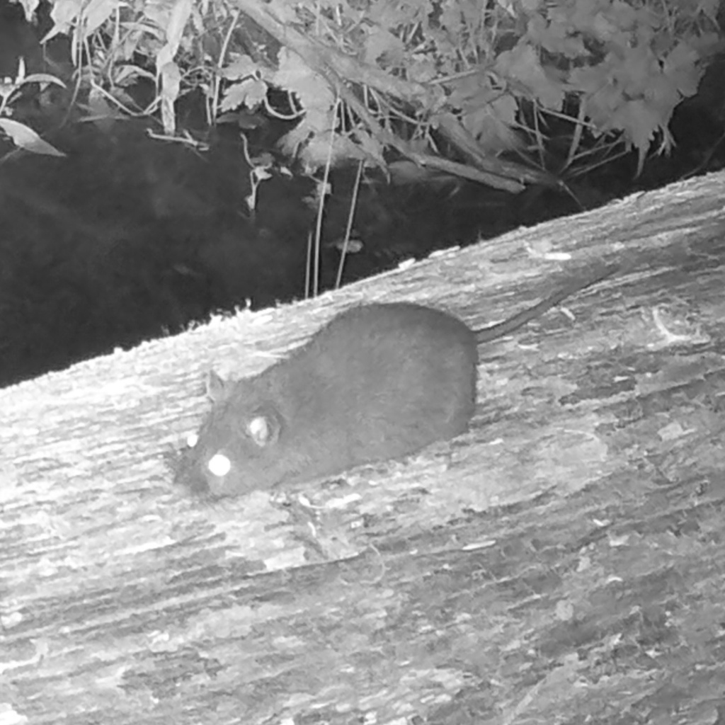 Australian Swamp Rat in December 2023 by koru · iNaturalist