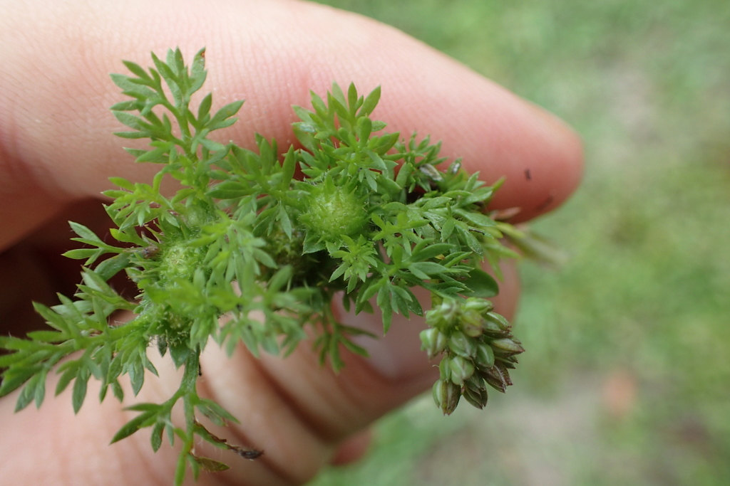 common soliva (Plants of Dallas/Fort Worth) · iNaturalist