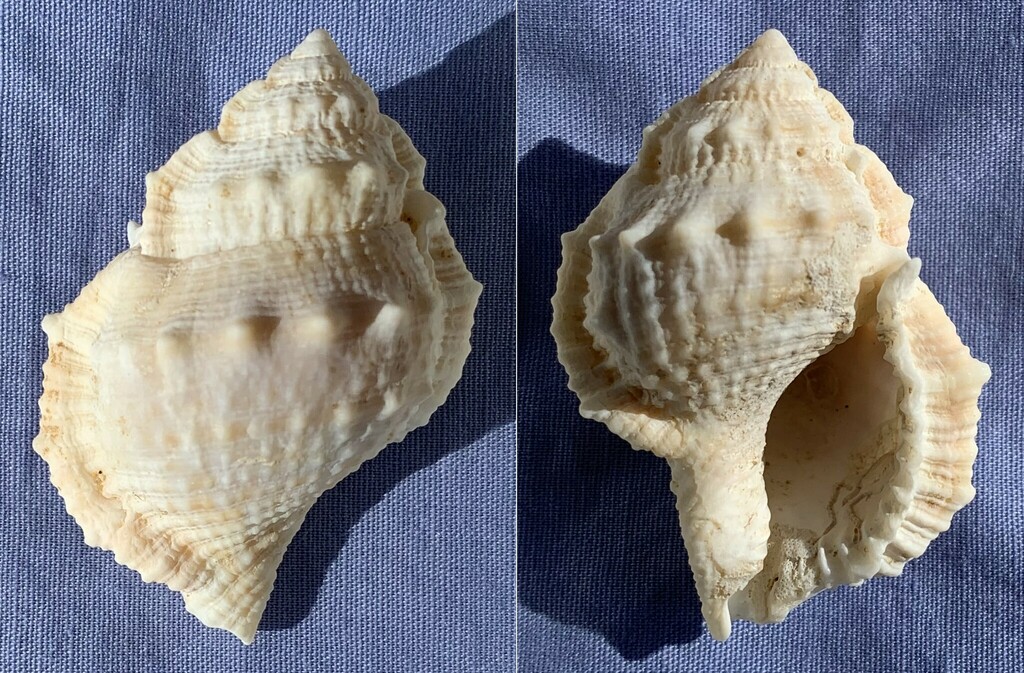 Frog Shell in March 2013 by vrebizant. 45 mm long · iNaturalist