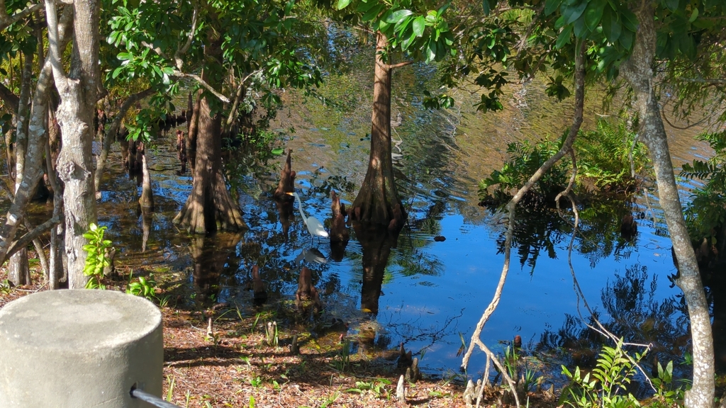 Great Egret from Glen Ridge, FL 33406, USA on December 19, 2023 at 10: ...