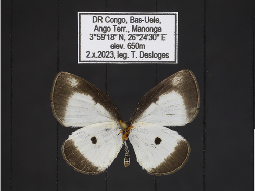 Liptena immaculata · NaturaLista Colombia