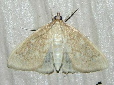 Framinghamia helvalis from Floyd Bennet Field, Brooklyn, NY, USA on ...