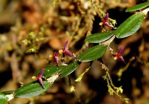 Andinia pendens · iNaturalist