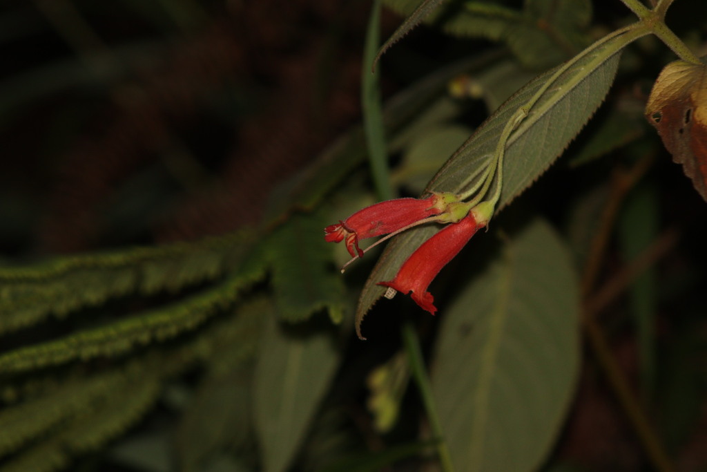 Moussonia from Cacahoatán, Chis., México on December 12, 2023 at 05:33 ...