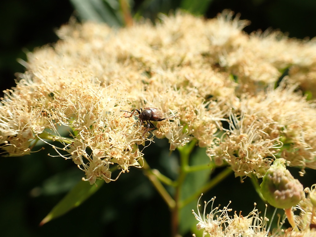 Western Grape Rootworm from Improvement District No. 4, AB T0K, Canada ...