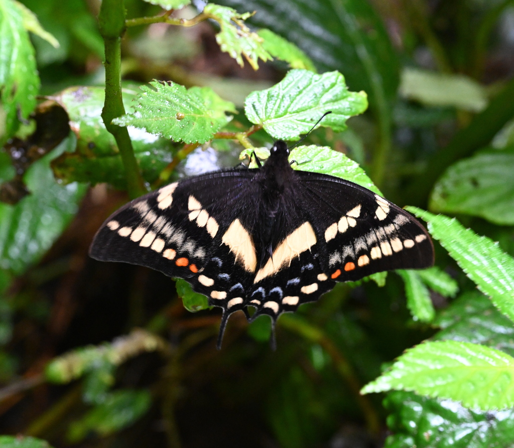 Papilio cacicus from Metropolitan District of Quito, Ecuador on December 5, 2023 at 11:22 AM by ...