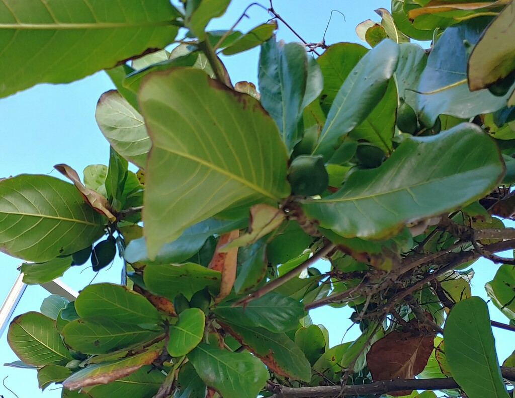 Sea Almond from Condado, San Juan, 00907, Puerto Rico on December 16 ...