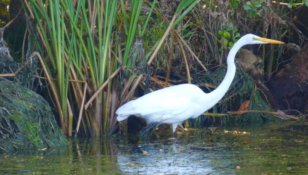 Great Egret from W Dunnellon Rd, Dunnellon, FL, US on December 19, 2023 ...