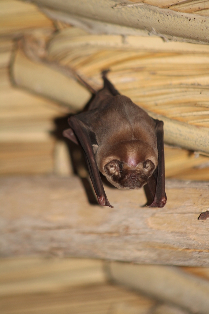Ghost-faced Bat from 97560 Yuc., México on December 18, 2023 at 06:47 ...