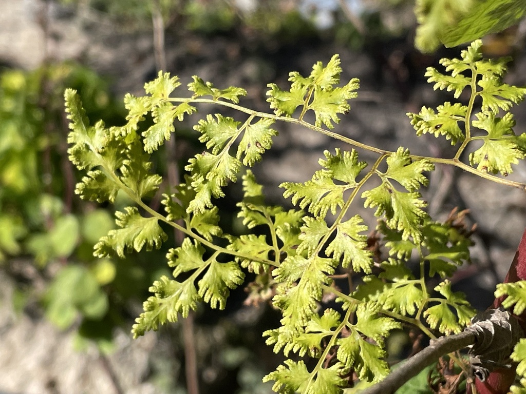 Japanese climbing fern in December 2023 by rockeater · iNaturalist