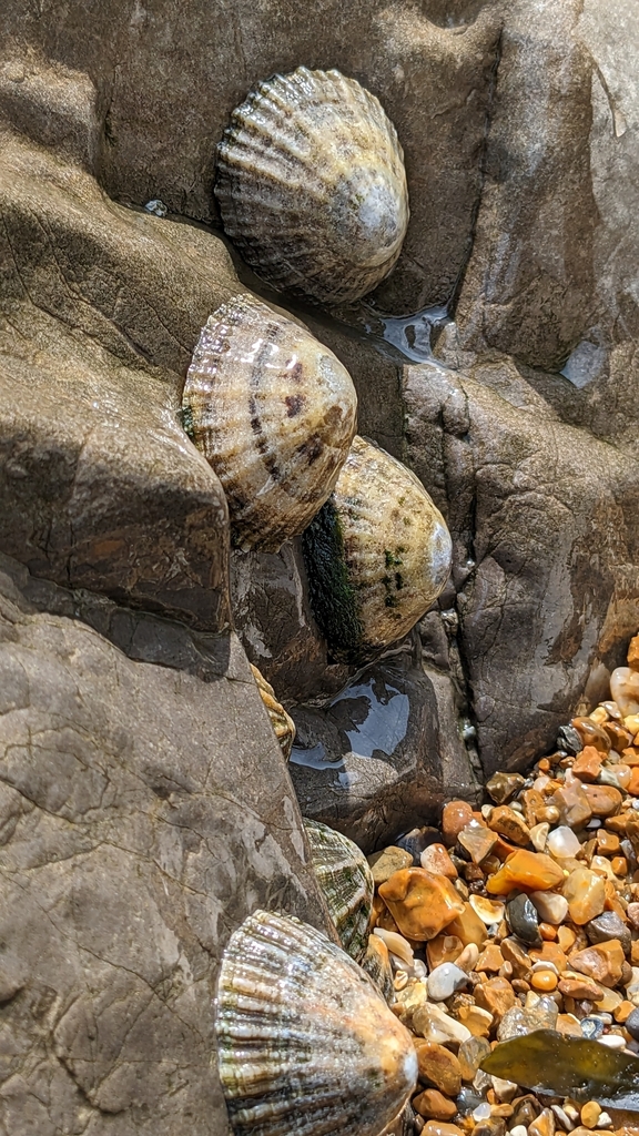 Common European Limpet from United Kingdom on May 15, 2023 at 11:52 AM ...