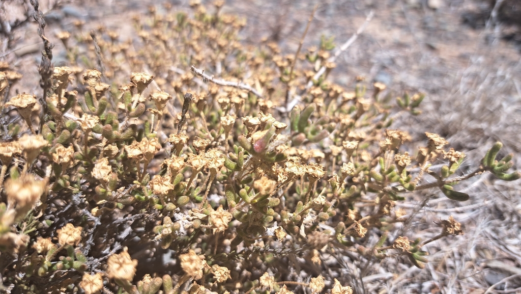 Dewfigs from Ubuntu Local Municipality, South Africa on December 18 ...
