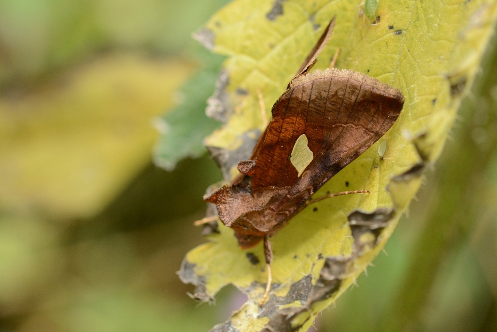 Gold Spangle from Powiat tatrzański, Polska on July 20, 2019 at 01:52 ...