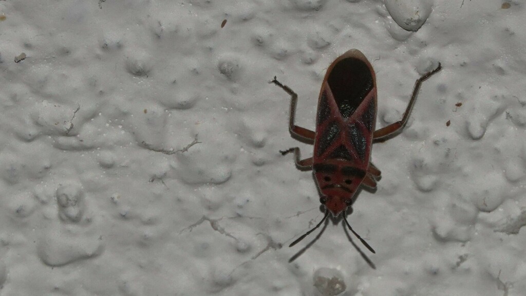 Seed-eating Bugs from Palolem Plaza on December 9, 2023 at 09:48 PM by ...