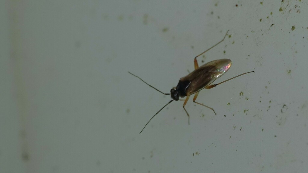 Tytthus from Palolem Plaza on December 9, 2023 at 09:59 PM by Dinesh ...