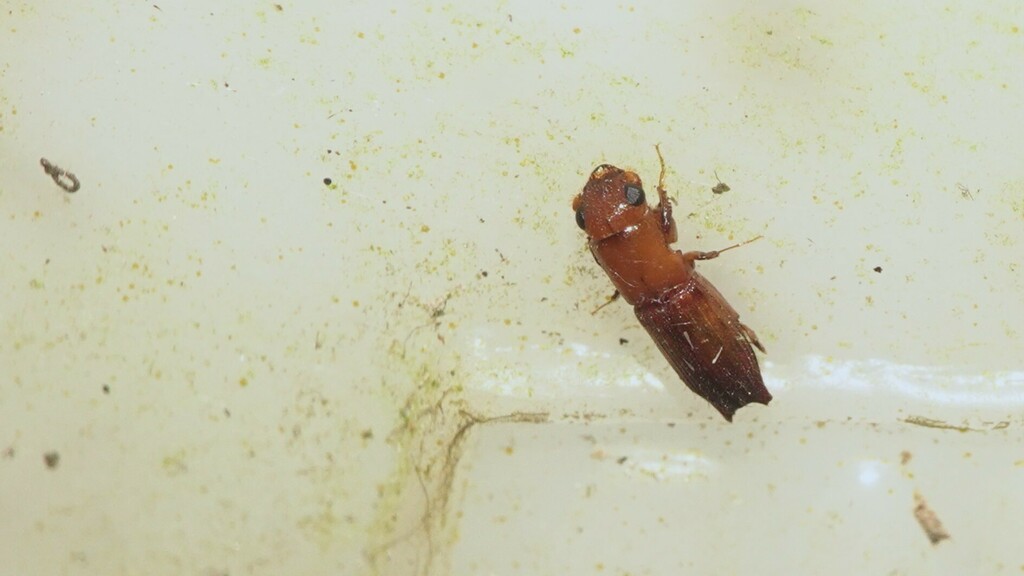 Euplatypus parallelus from Palolem Plaza on December 9, 2023 at 10:11 ...