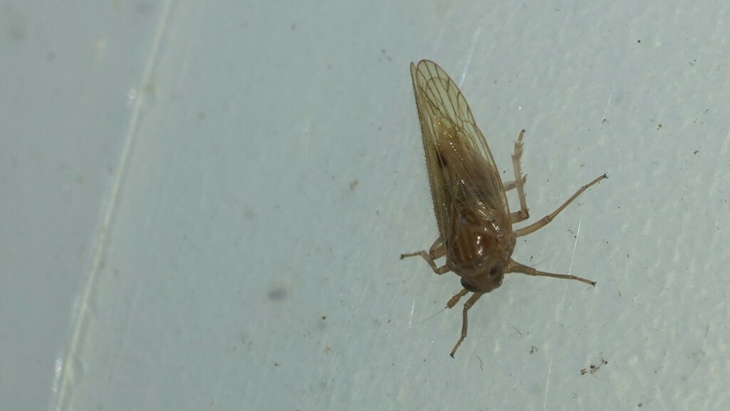 brown planthopper from Palolem Plaza on December 9, 2023 at 10:15 PM by ...