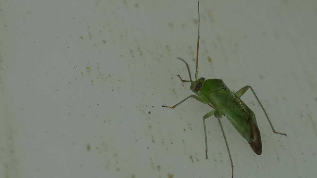 Broken-backed Bug from Palolem Plaza on December 9, 2023 at 10:17 PM by ...