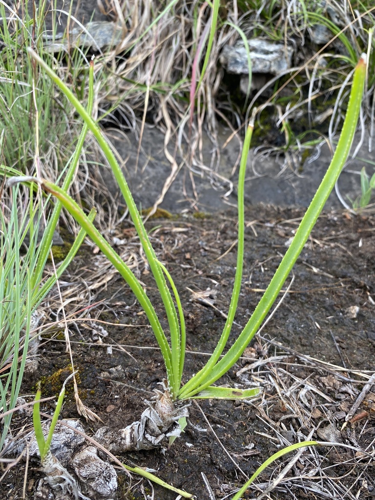 Fourie's Grass Aloe from Thaba Chweu, Sabie, MP, ZA on December 19 ...