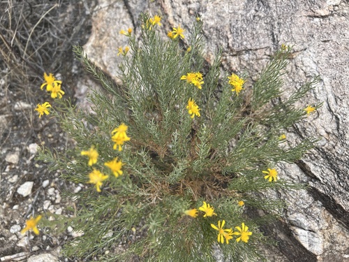 daisybird's Identifications · iNaturalist