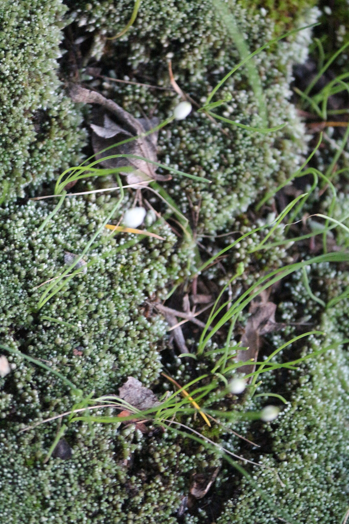 Khoho Squill from West Rand District Municipality, South Africa on ...