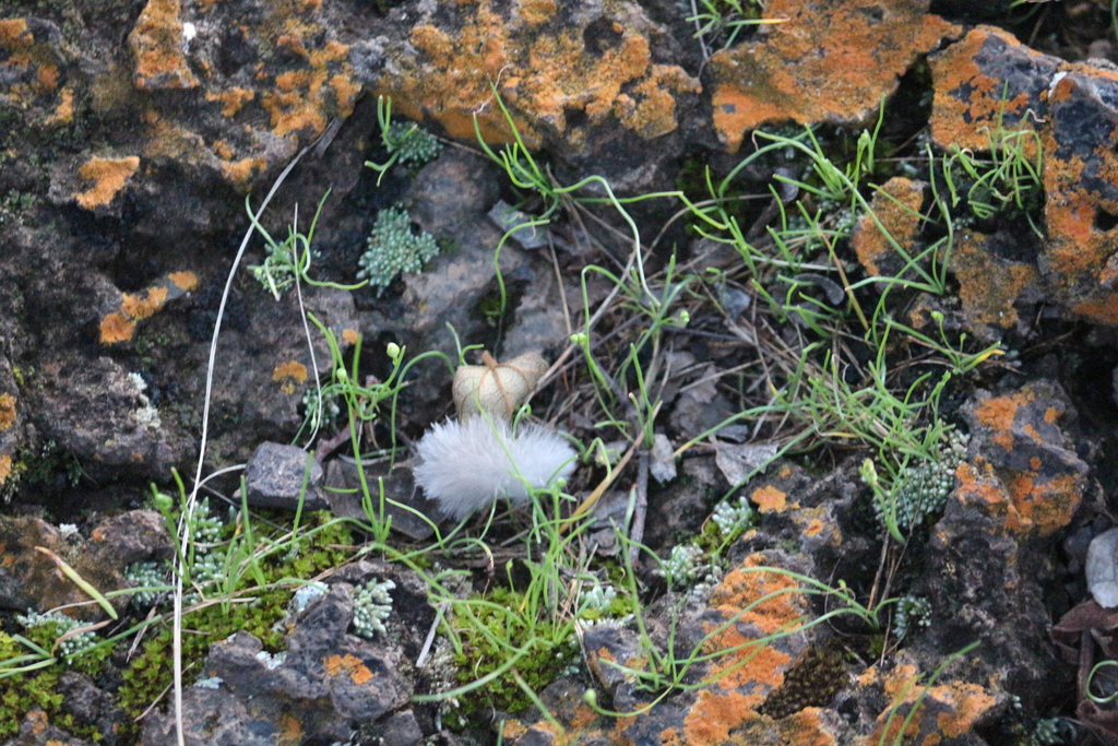 Khoho Squill from West Rand District Municipality, South Africa on ...