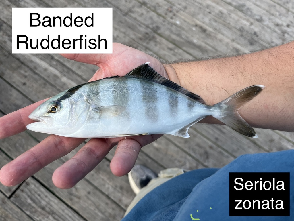 Banded Rudderfish (Saltwater Fish of Louisiana) · iNaturalist