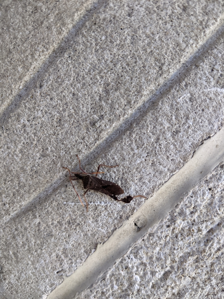 Northern Leaf-footed Bug in December 2023 by respectable_absorption ...
