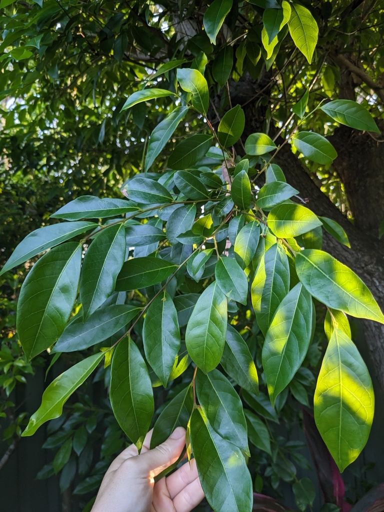 Cheese Tree from Ashmore QLD 4214, Australia on December 20, 2023 at 05 ...