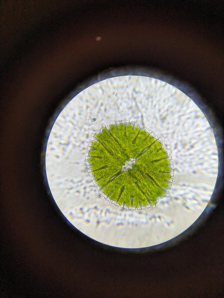 Micrasterias rotata from Staufenberg, Deutschland on December 18, 2023 ...