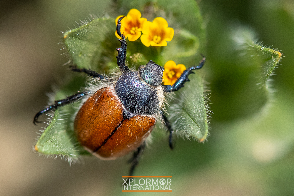 Little Bear (Arthropods of Rosewood Nature Study Area) · iNaturalist
