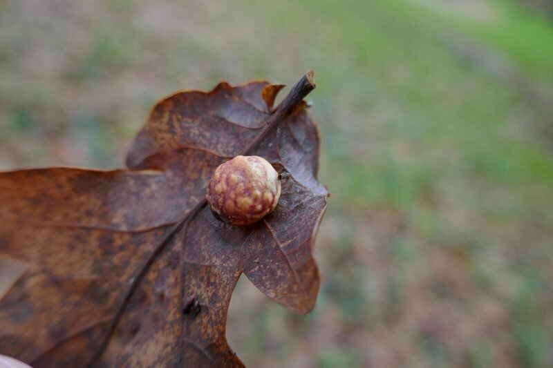 Striped Pea Gall Wasp from 22100 Saint-Carné, France on December 15 ...