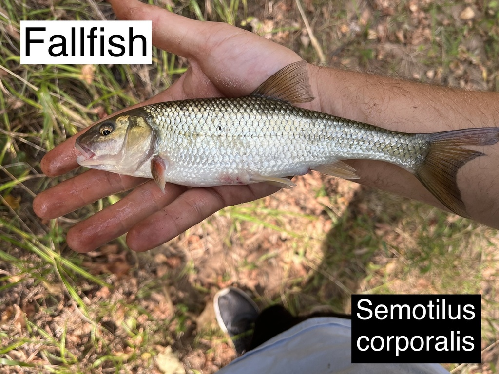 Fallfish from Thurmont, MD, US on September 3, 2022 at 04:29 PM by ...