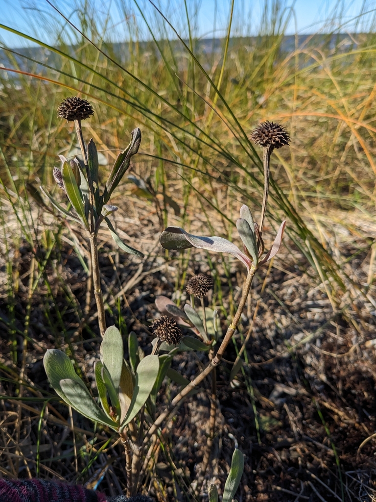 sea ox-eye from Rodanthe, NC 27968, USA on December 19, 2023 at 01:05 ...