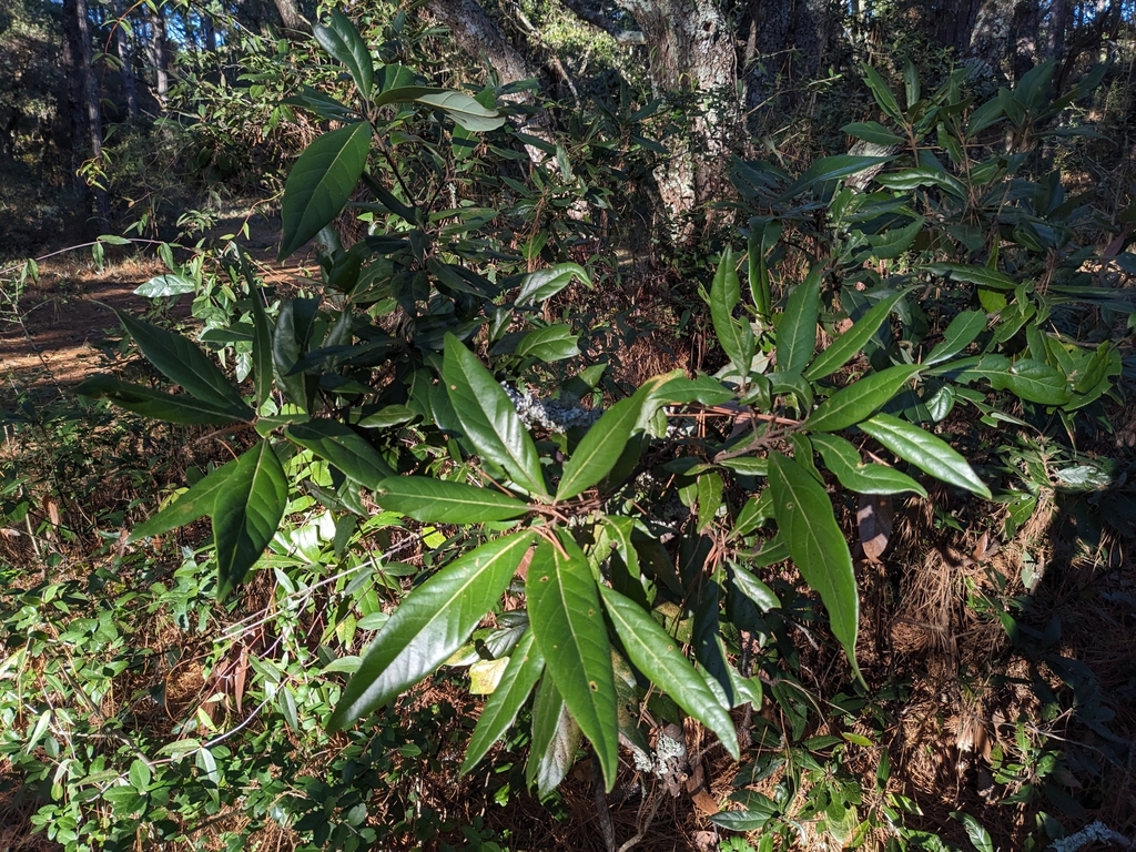 Swamp Bay from Buxton, NC 27920, USA on December 19, 2023 at 02:51 PM ...