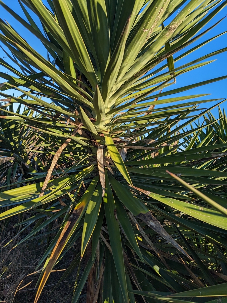 Aloe Yucca in December 2023 by Natalie. Woody stem, distinguished from ...