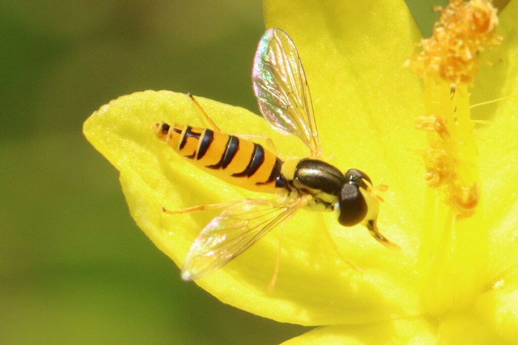 Sphaerophoria macrogaster in November 2023 by Nature_Lover. Fly is wild ...
