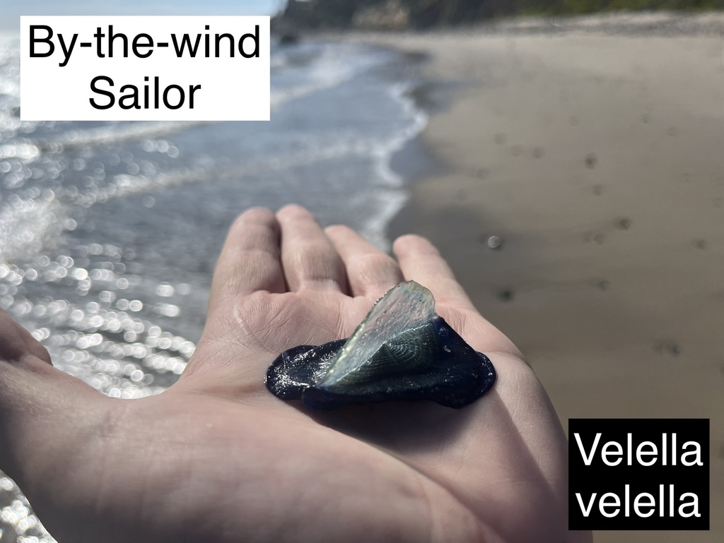 By-the-wind Sailor from North Pacific Ocean, Malibu, CA, US on April 6 ...