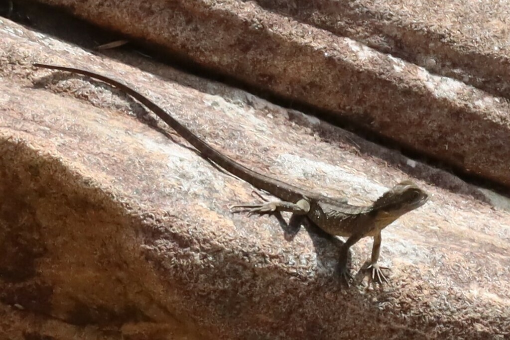 Lizards from Blue Mountains Nat'l Park NSW 2787, Australia on November ...