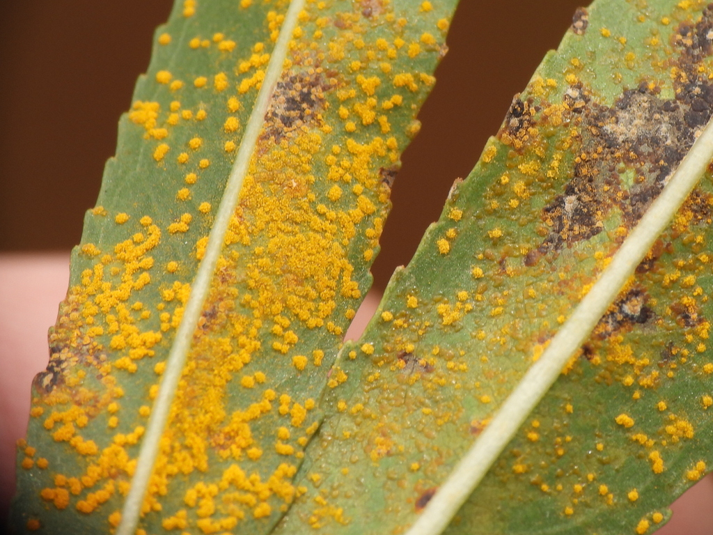 Willow Rust from South Dallas, Dallas, TX, USA on December 19, 2023 at ...