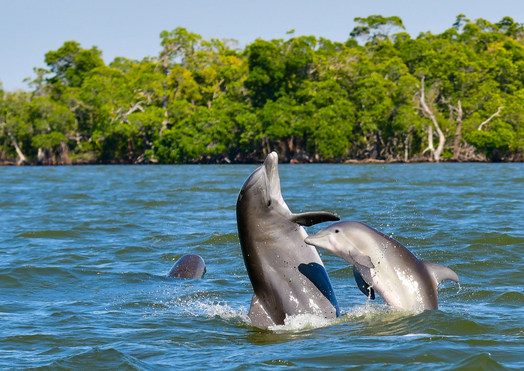 Common Bottlenose Dolphin (Tursiops truncatus) - Know Your Mammals