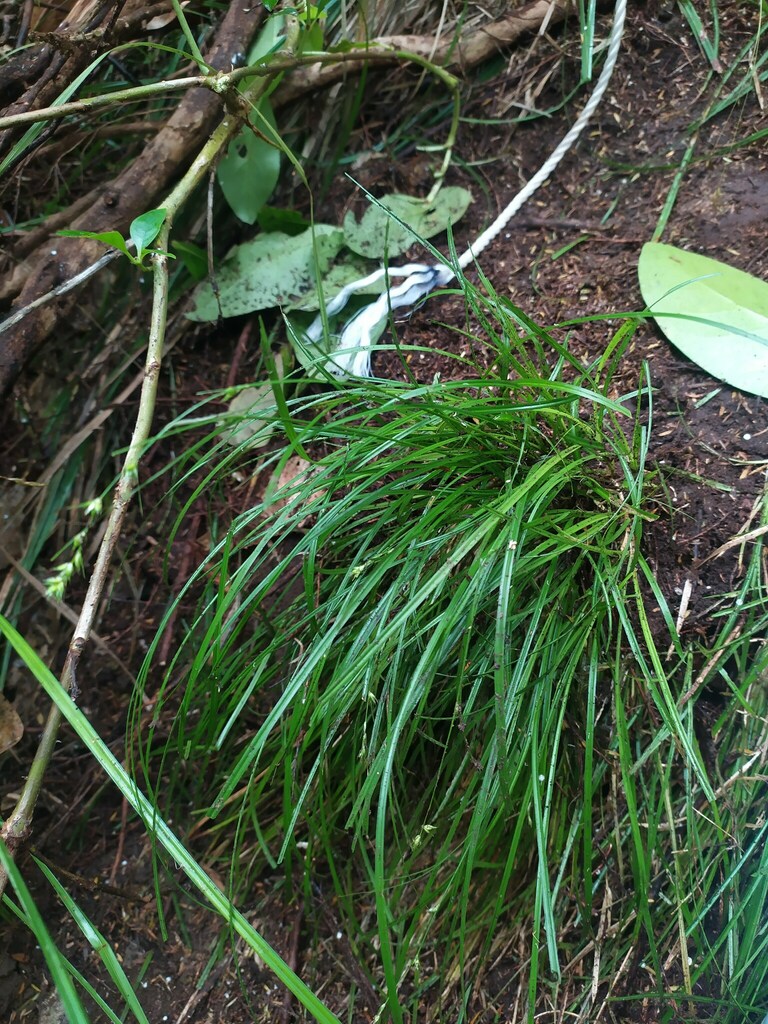 grasses from Northland, New Zealand on December 19, 2023 at 01:13 PM by ...