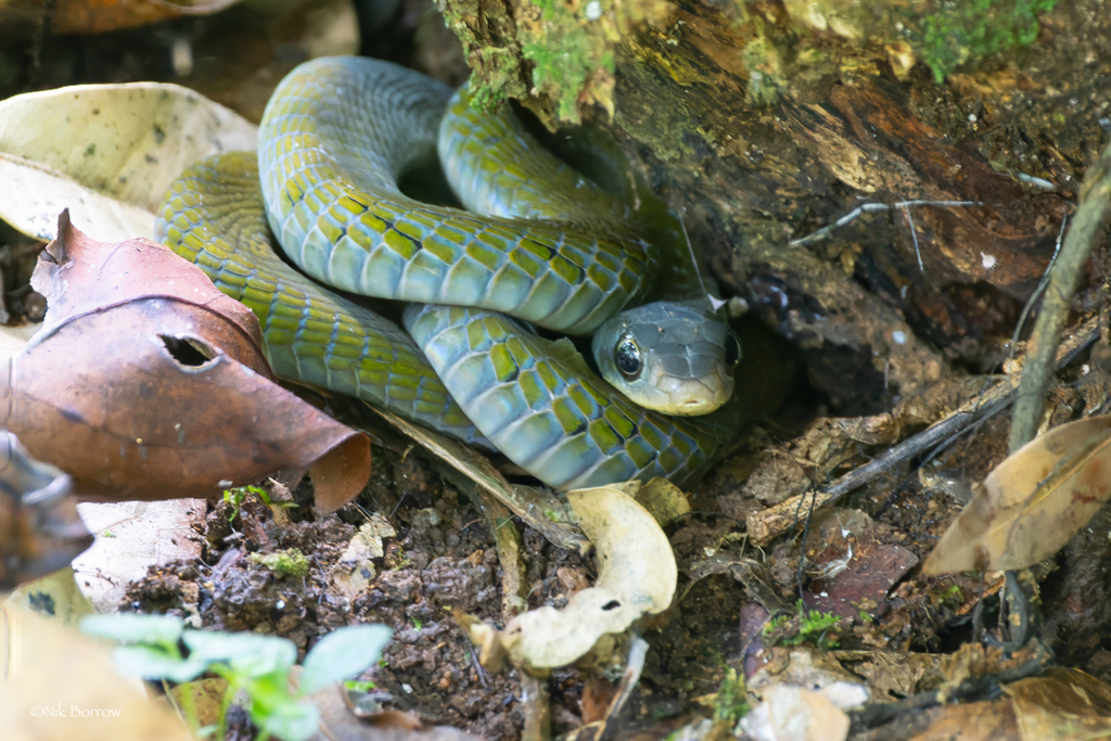 Forest Night Adder from Masindi, Uganda on June 21, 2023 at 01:48 PM by ...