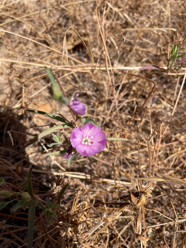 Clarkia purpurea viminea in July 2023 by Qadry Anthony · iNaturalist