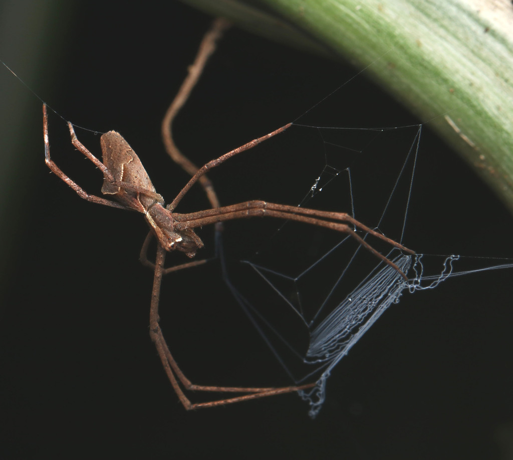 Hump-back Spiders in November 2023 by juliegraham173 · iNaturalist