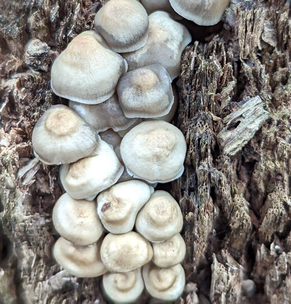 Bonnets from Kemp Mill Rd & Kemp Mill Forest Dr, Wheaton-Glenmont, MD ...