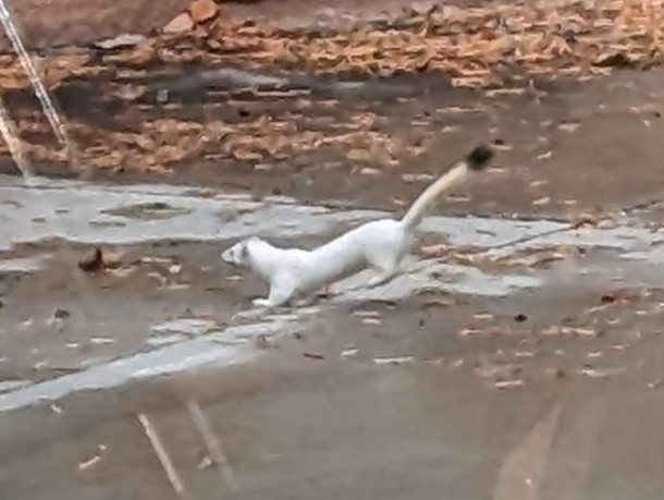 Long-tailed Weasel from University, Salt Lake City, UT, USA on December ...